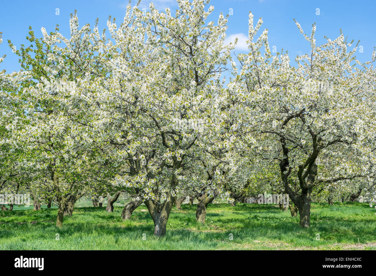 Gnarled crooked old cherry trees blooming orchard Stock Photo - Alamy