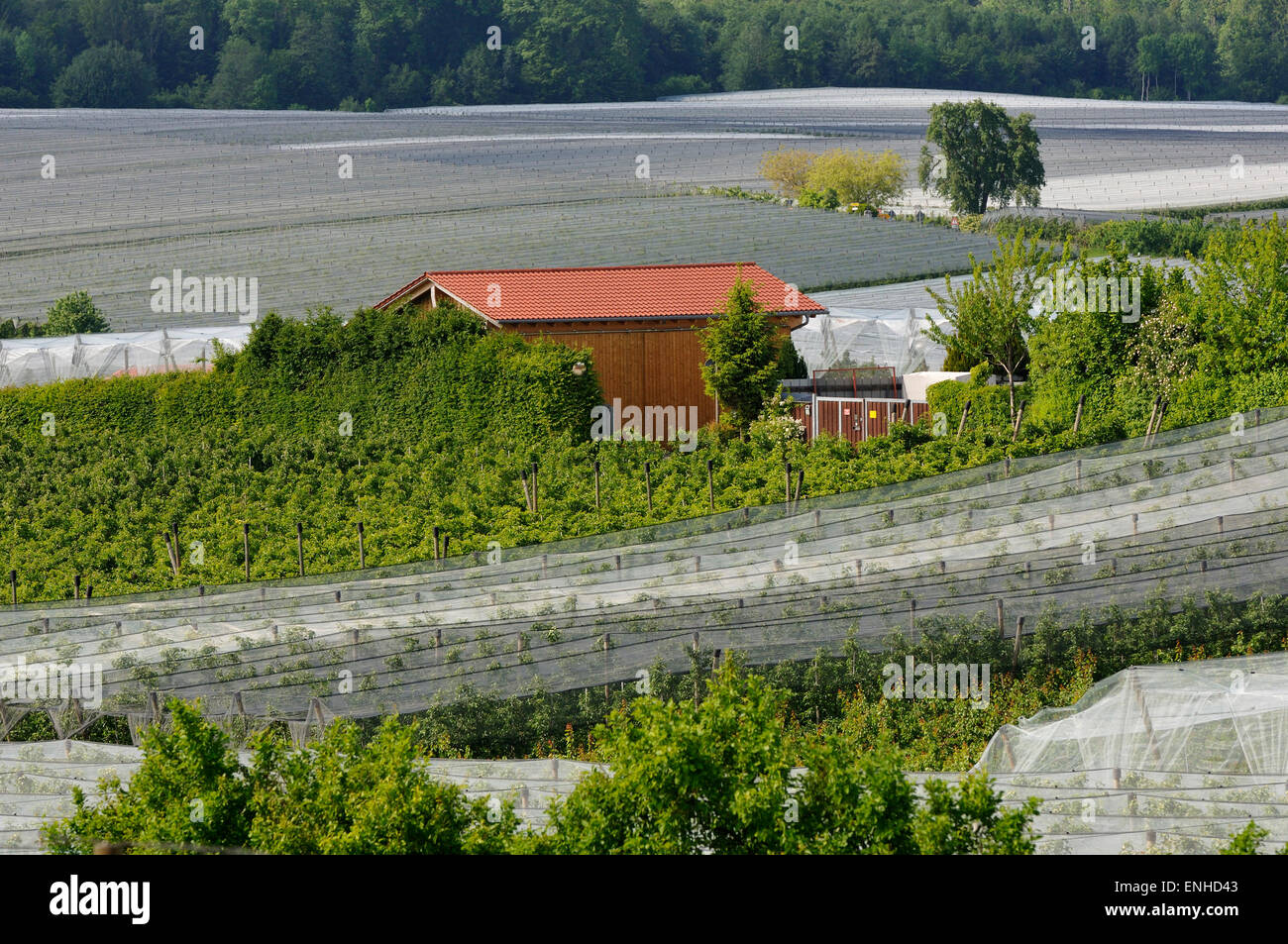 Fruit growing hi-res stock photography and images - Alamy