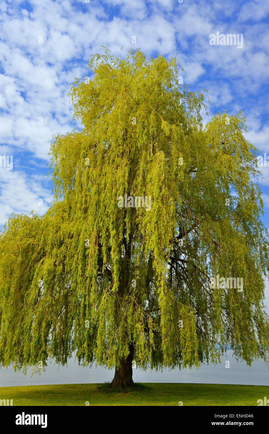 Salix babylonica hi-res stock photography and images - Alamy