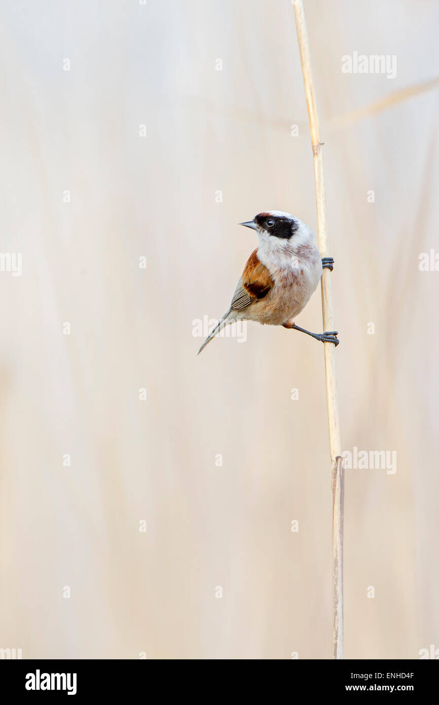 Eurasian Penduline Tit (Remiz pendulinus), male perched on stem, Middle ...
