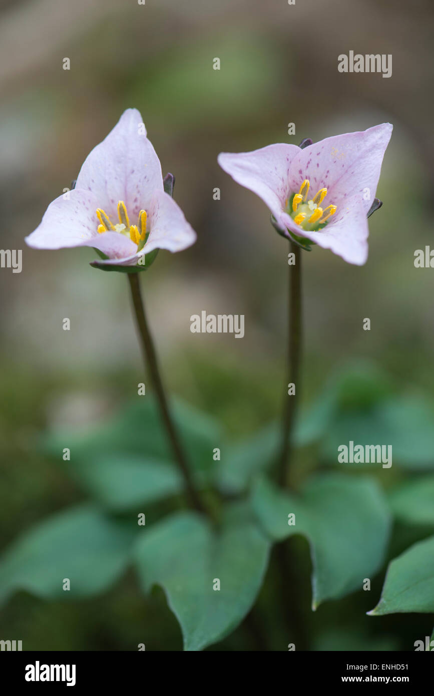 Tri flower (Trillium rivularis), Emsland, Lower Saxony, Germany Stock ...