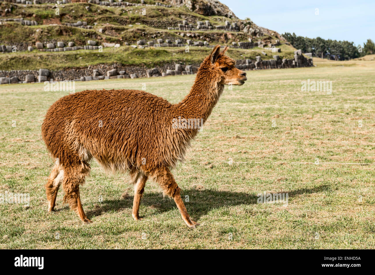 Alpaca (Vicugna pacos), near Cusco, Peru Stock Photo - Alamy