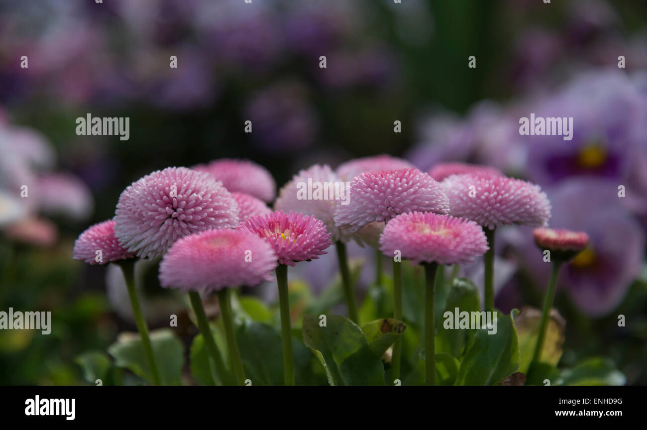 Tasso Strawberry & Cream daisies (Bellis perennis), Austria Stock Photo ...