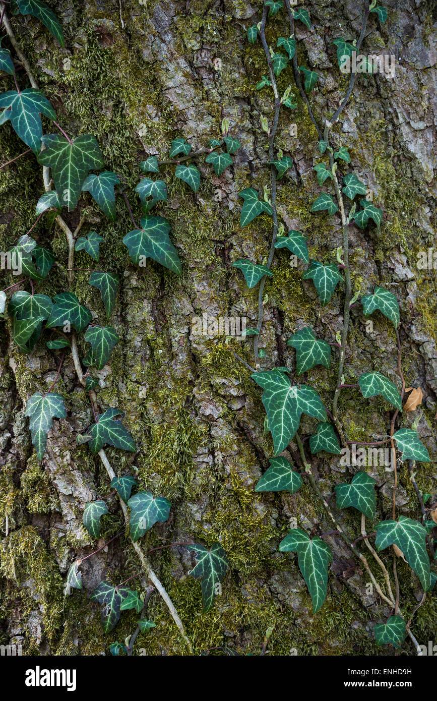 Ivy tree trunk hi-res stock photography and images - Alamy