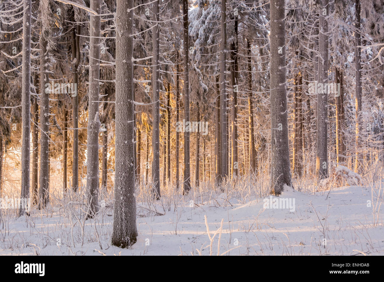 Light-flooded pine forest, Norway spruce (Picea abies), Thuringian ...