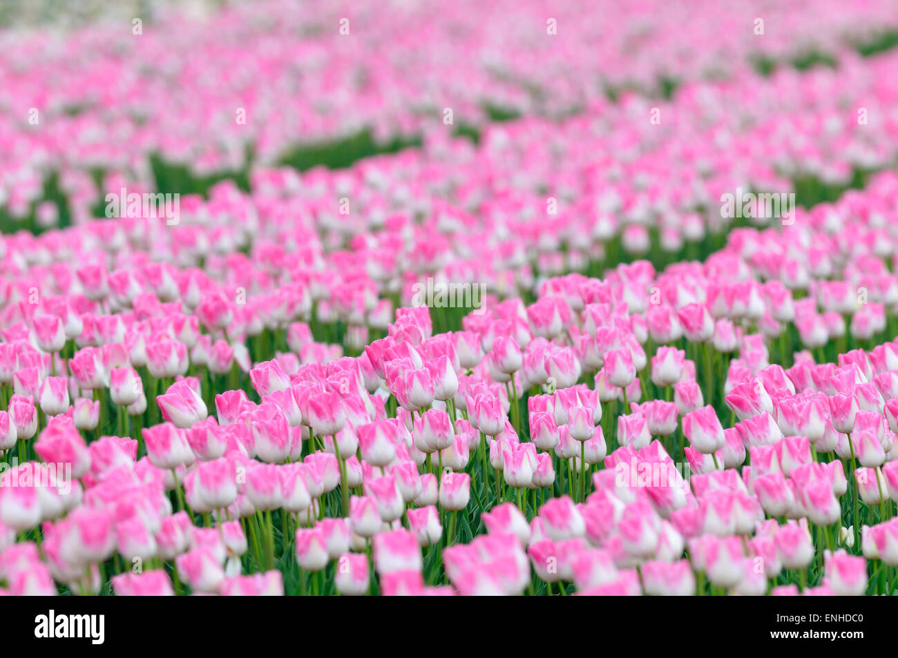 Tulip cultivation hi-res stock photography and images - Alamy