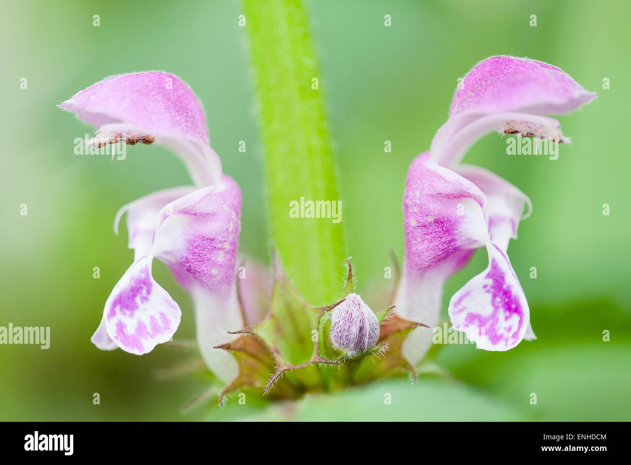 Flowers of germany hi-res stock photography and images - Alamy