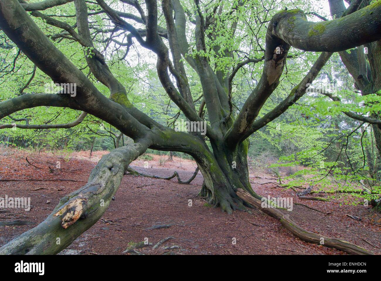 Old beech tree (Fagus sp.) with snakelike branches, Primeval Forest ...