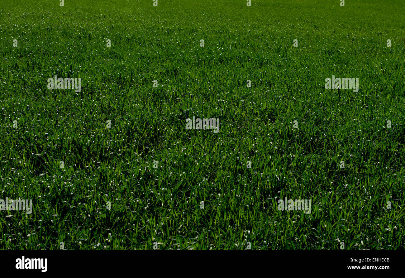 spring the growing young wheat, sunny spring day Stock Photo - Alamy