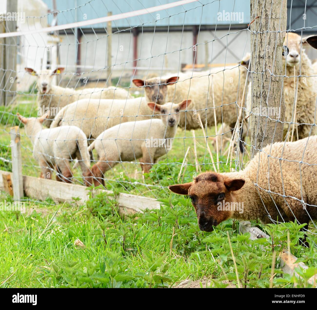 Sheep grazing country hi-res stock photography and images - Alamy