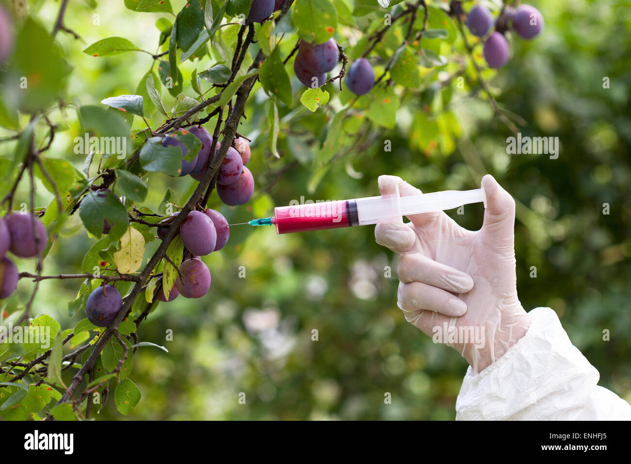 genetically modified food. Genetic engineering Stock Photo - Alamy