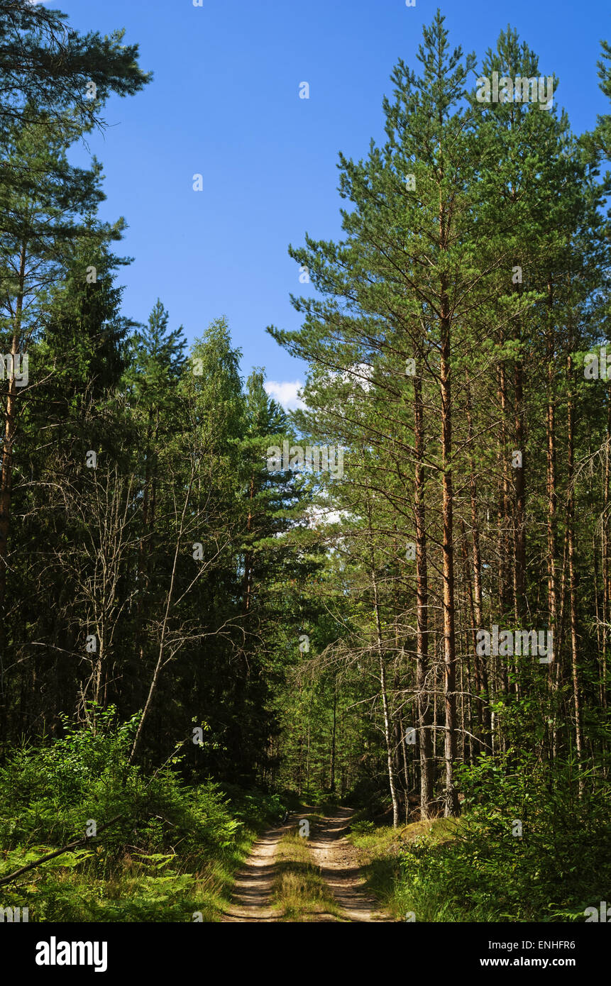 Summer woodland path earth track hi-res stock photography and images ...