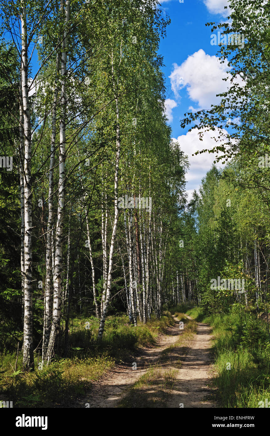 Summer forest road Stock Photo - Alamy