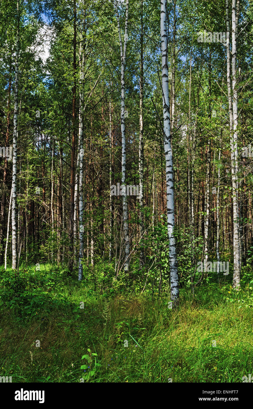 Summer birch forest Stock Photo - Alamy