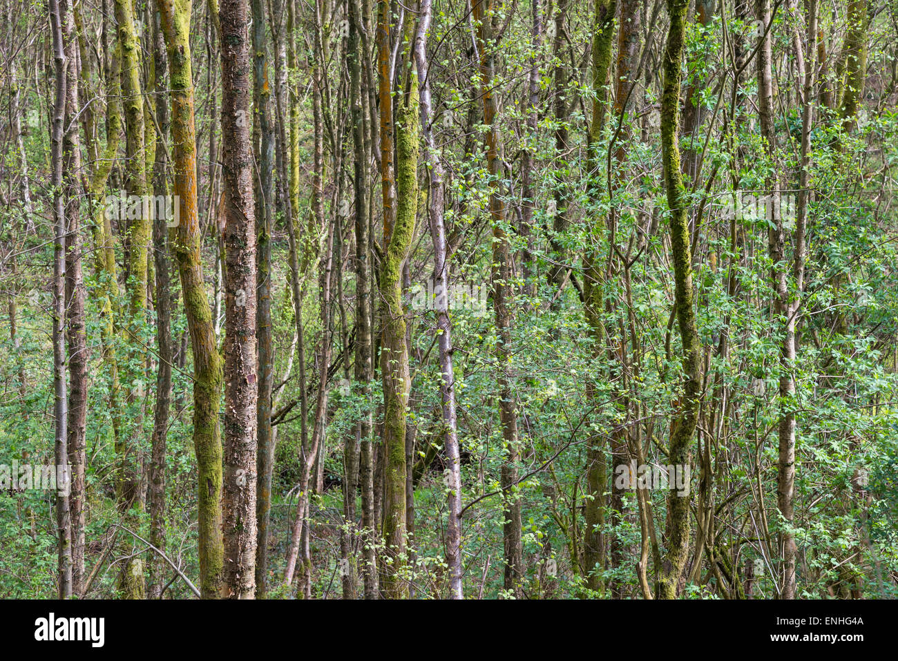 English woodland in spring with many upright tree trunks and fresh ...
