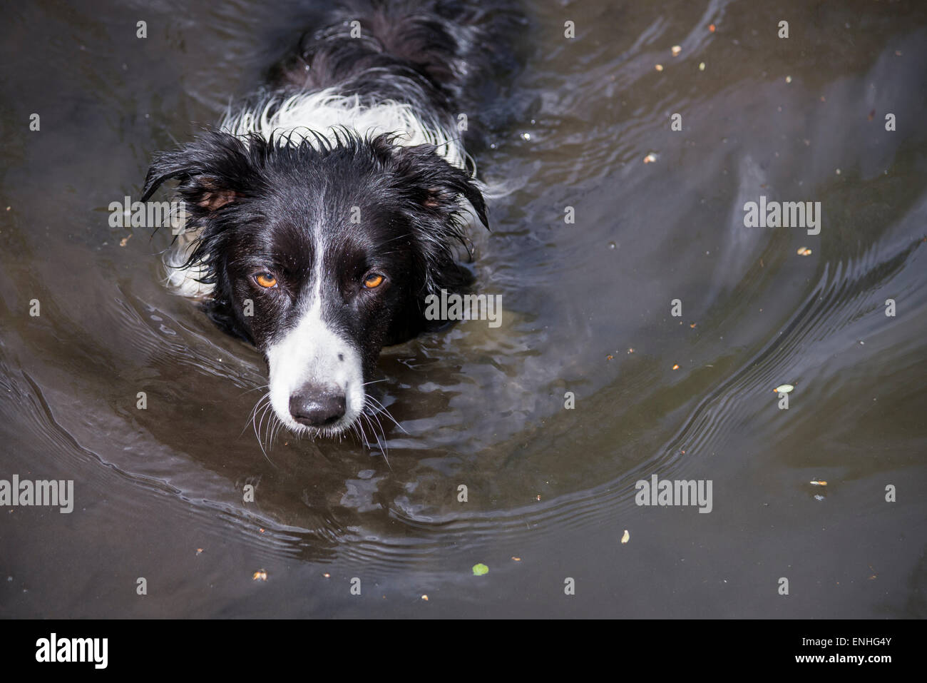 A Border Collie enjoying a swim in a woodland pool Stock Photo - Alamy