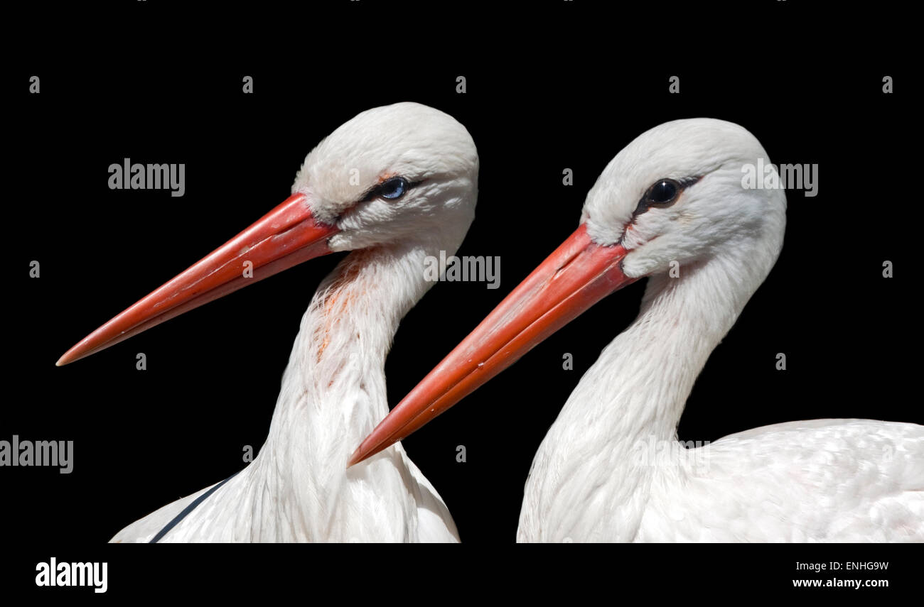 White storks hi-res stock photography and images - Alamy
