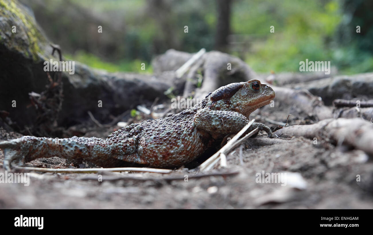 female brown toad in a side view Stock Photo - Alamy