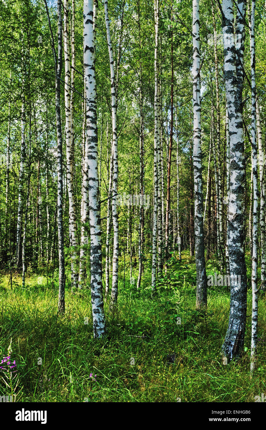 Summer birch forest Stock Photo - Alamy