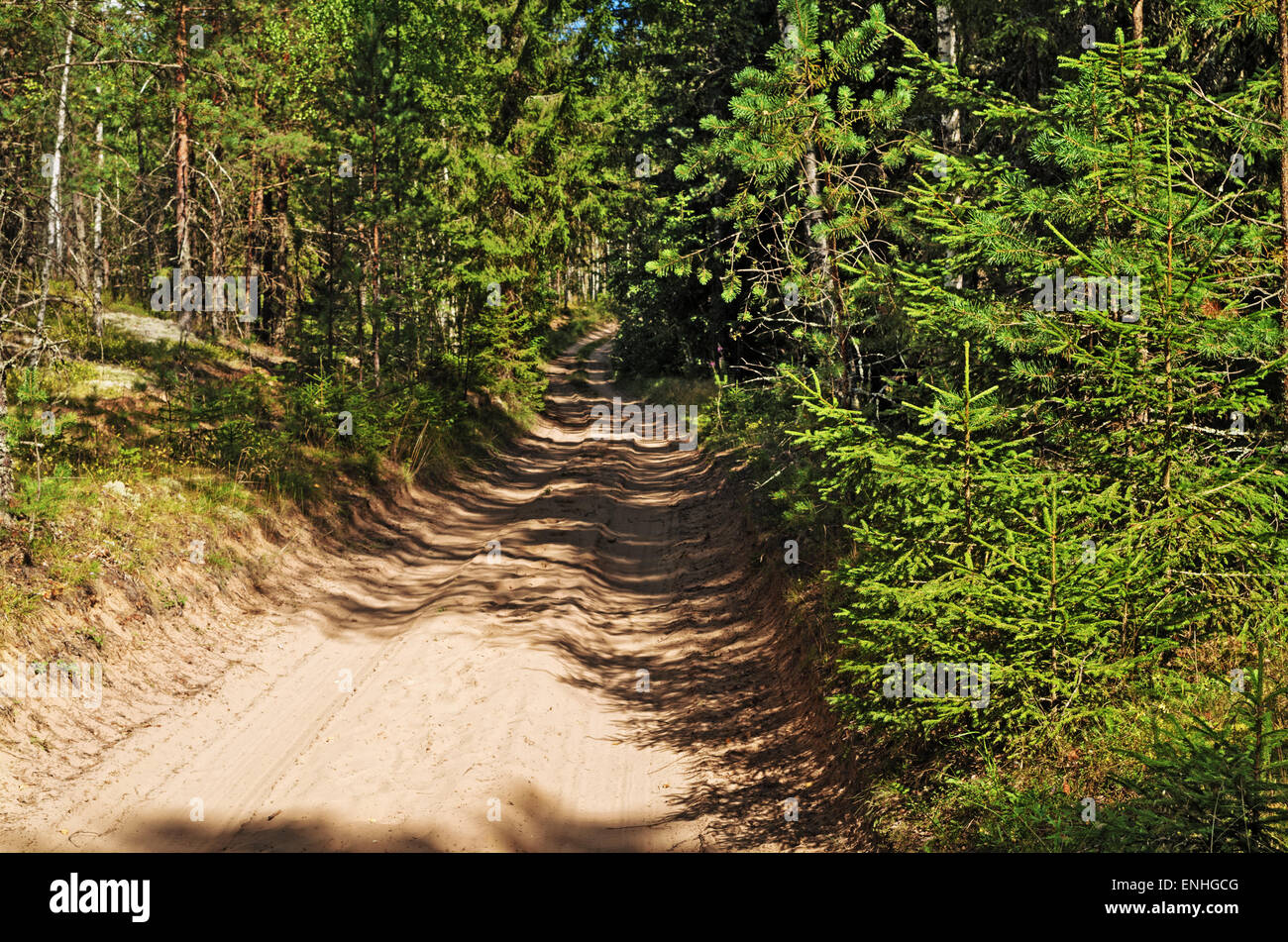 Summer forest road Stock Photo - Alamy