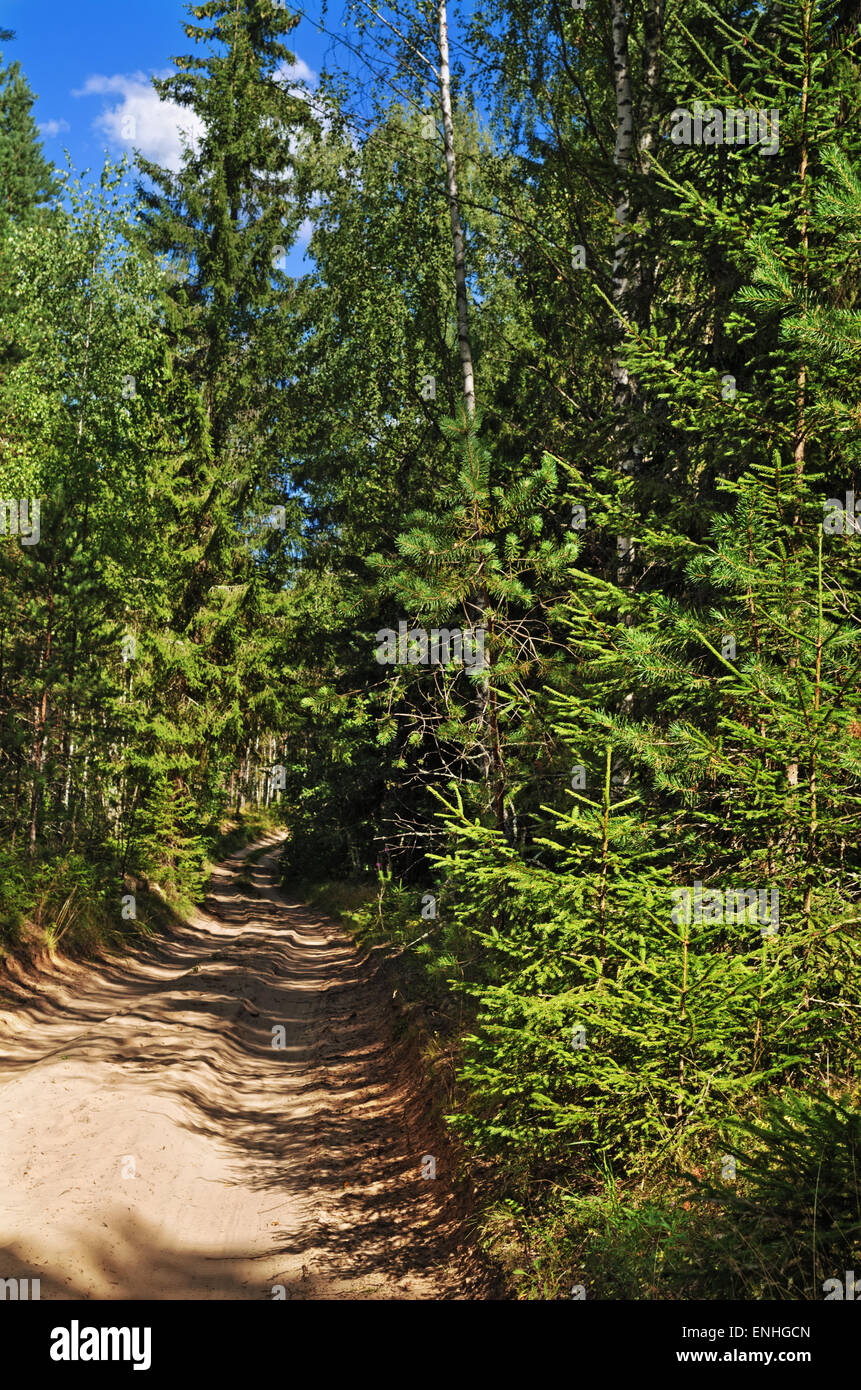 Summer woodland path earth track hi-res stock photography and images ...