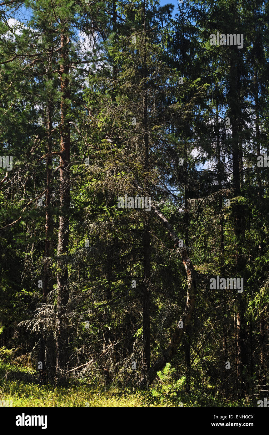 Wet dense fur hi-res stock photography and images - Alamy