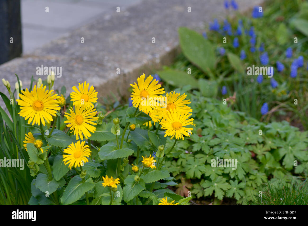 Leopards Bane flowers Stock Photo - Alamy