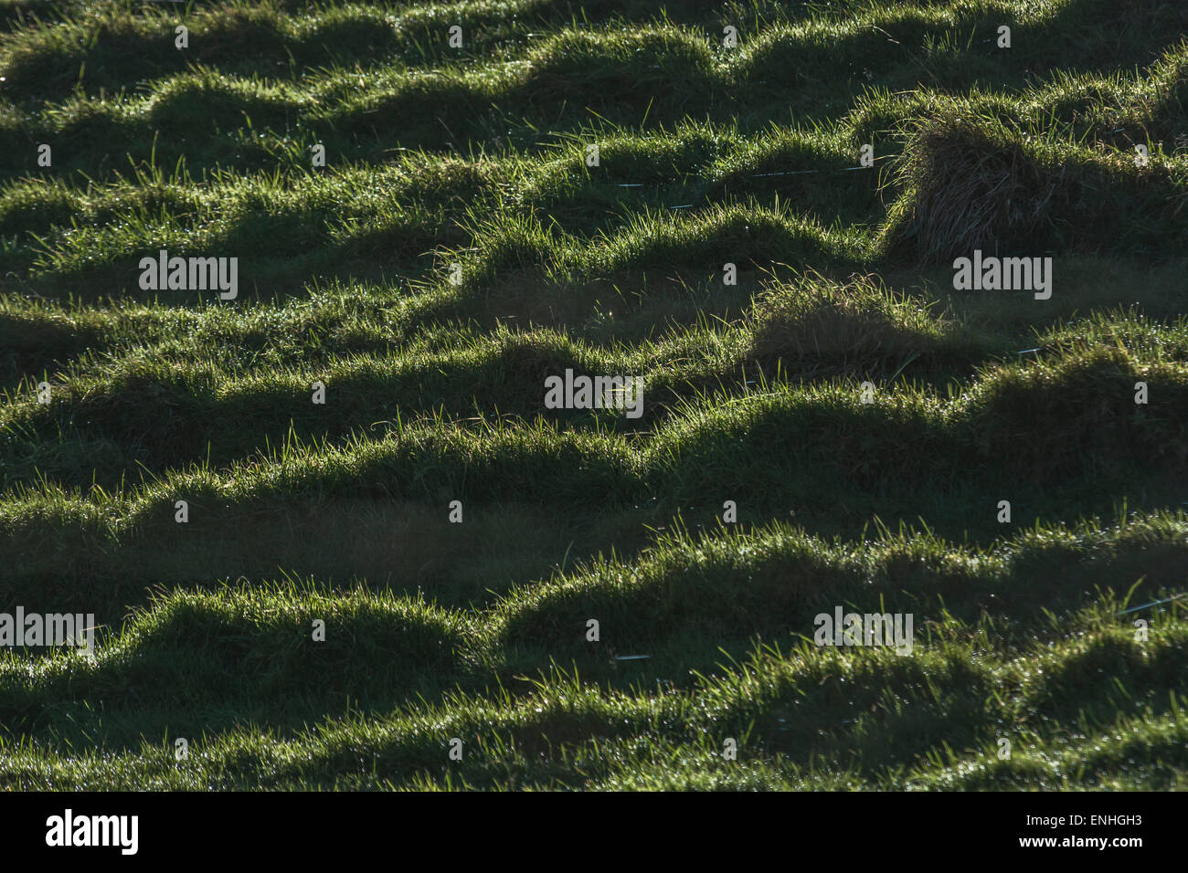 Small terraces of grass in a hillside field Stock Photo - Alamy