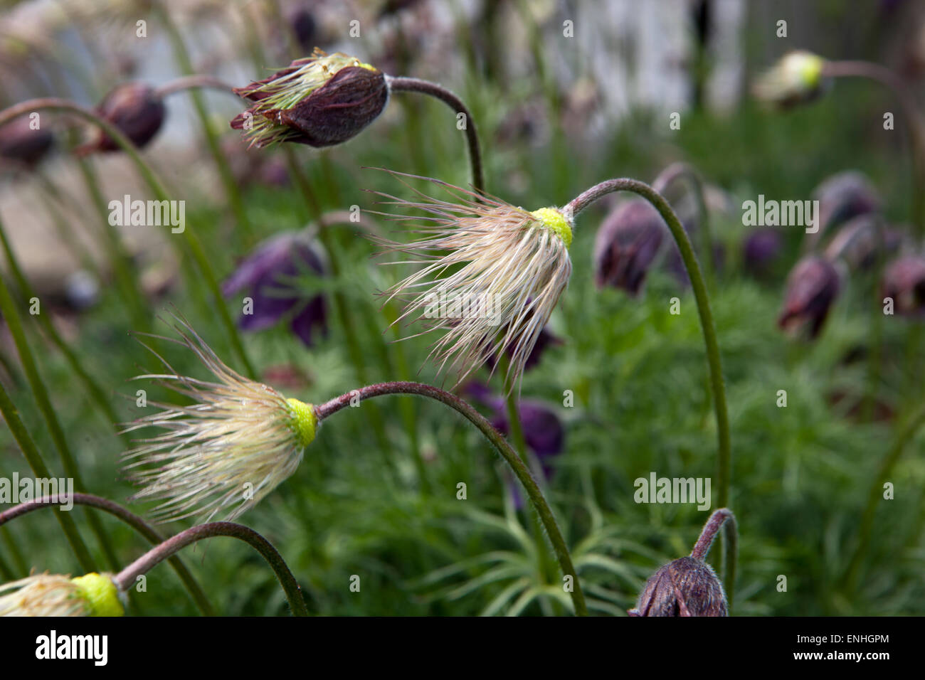 Pulsatilla pratensis growing at RHS Rosemoor in Devon Stock Photo - Alamy