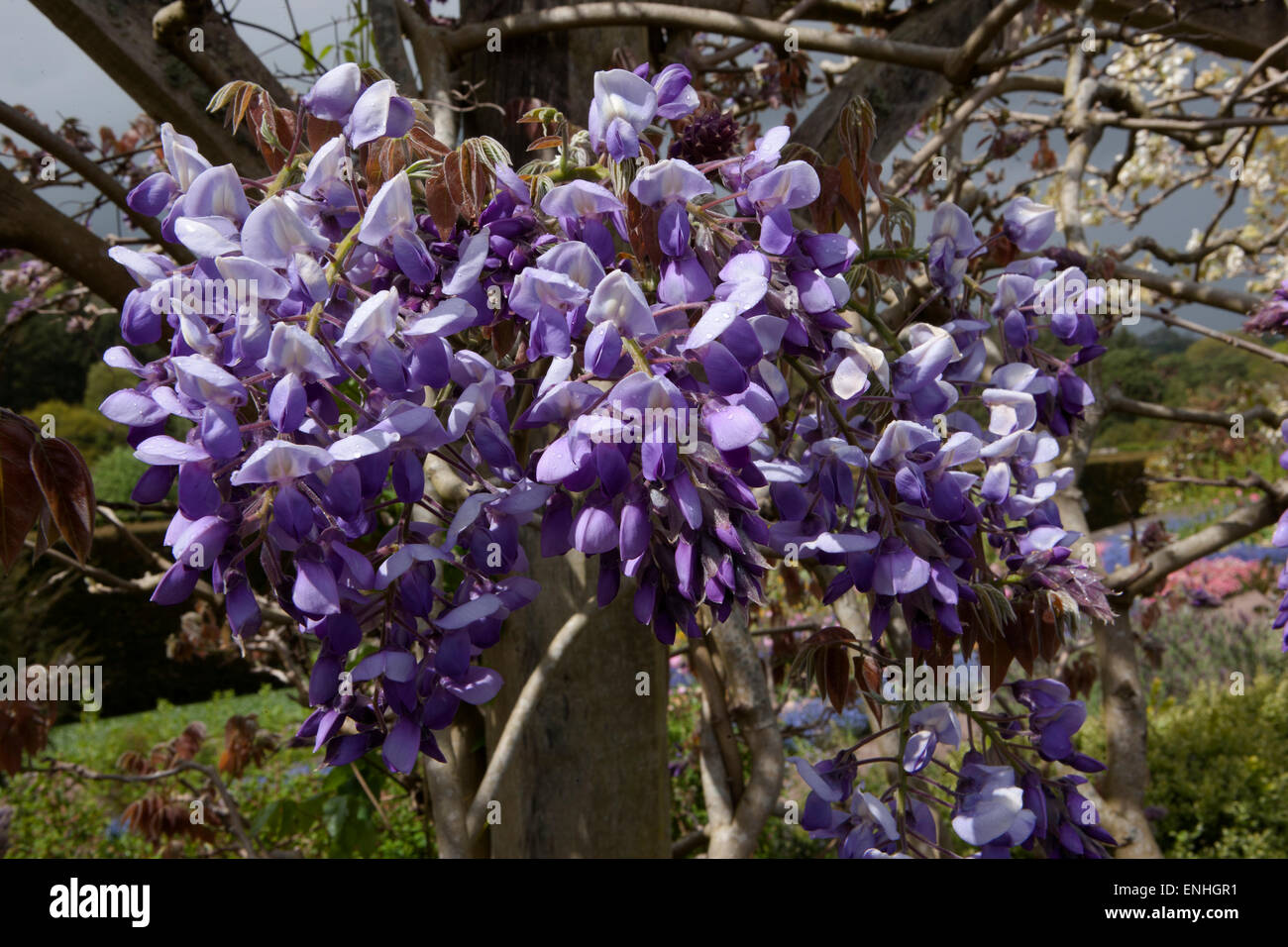 Murasaki color hi-res stock photography and images - Alamy