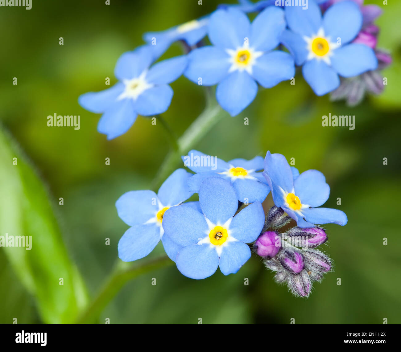 close up of forget me not flower Stock Photo - Alamy