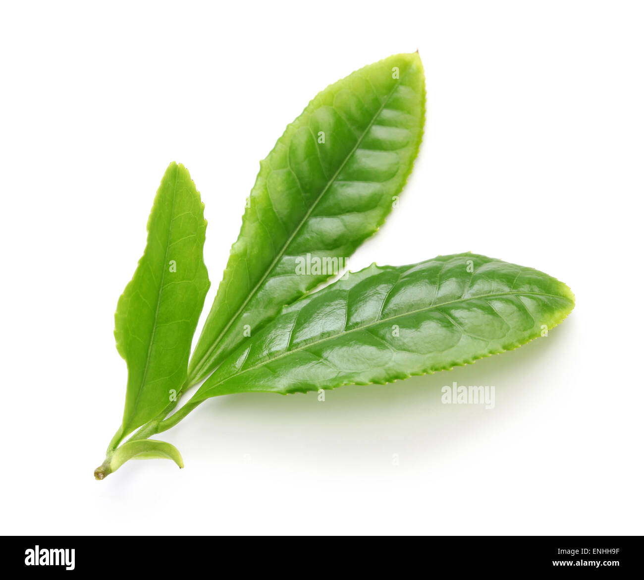 Flush of growth Cut Out Stock Images & Pictures - Alamy