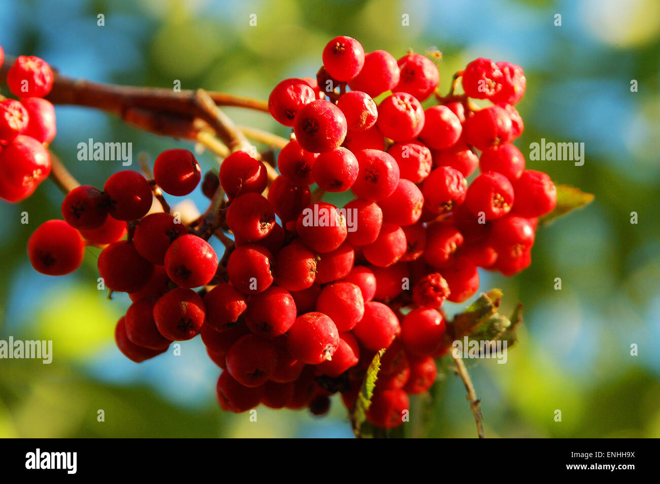 Ashberry hi-res stock photography and images - Alamy