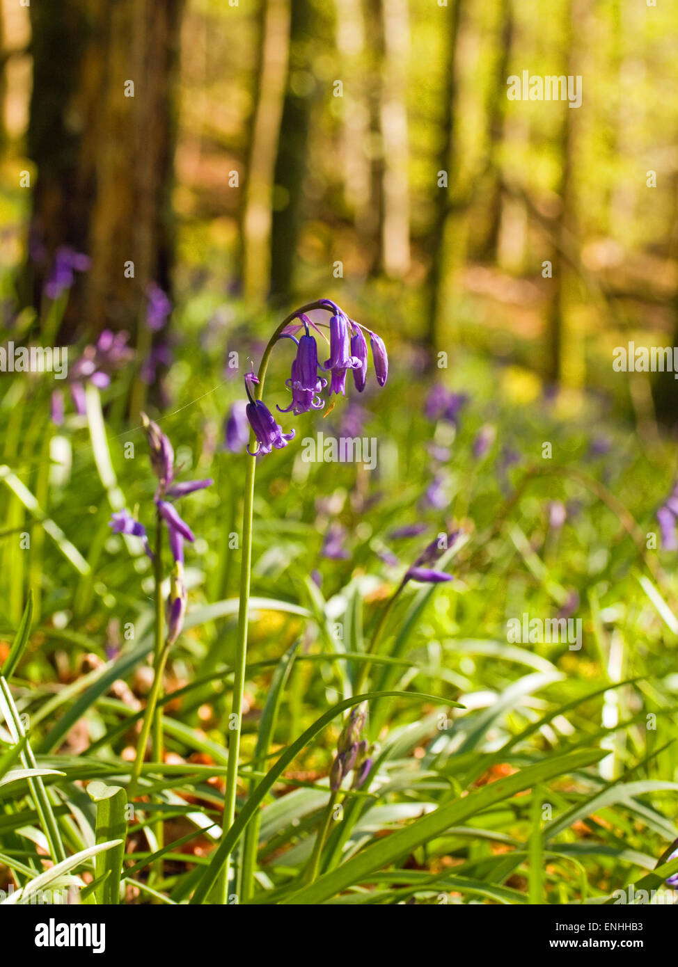 Hyacinthoides non scripta seed hi-res stock photography and images - Alamy