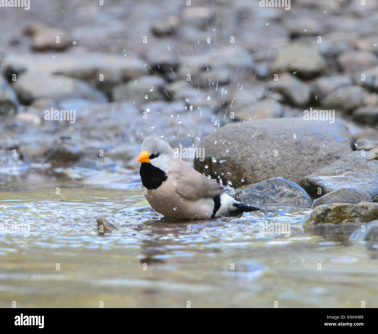 Long tailed finch hi-res stock photography and images - Alamy