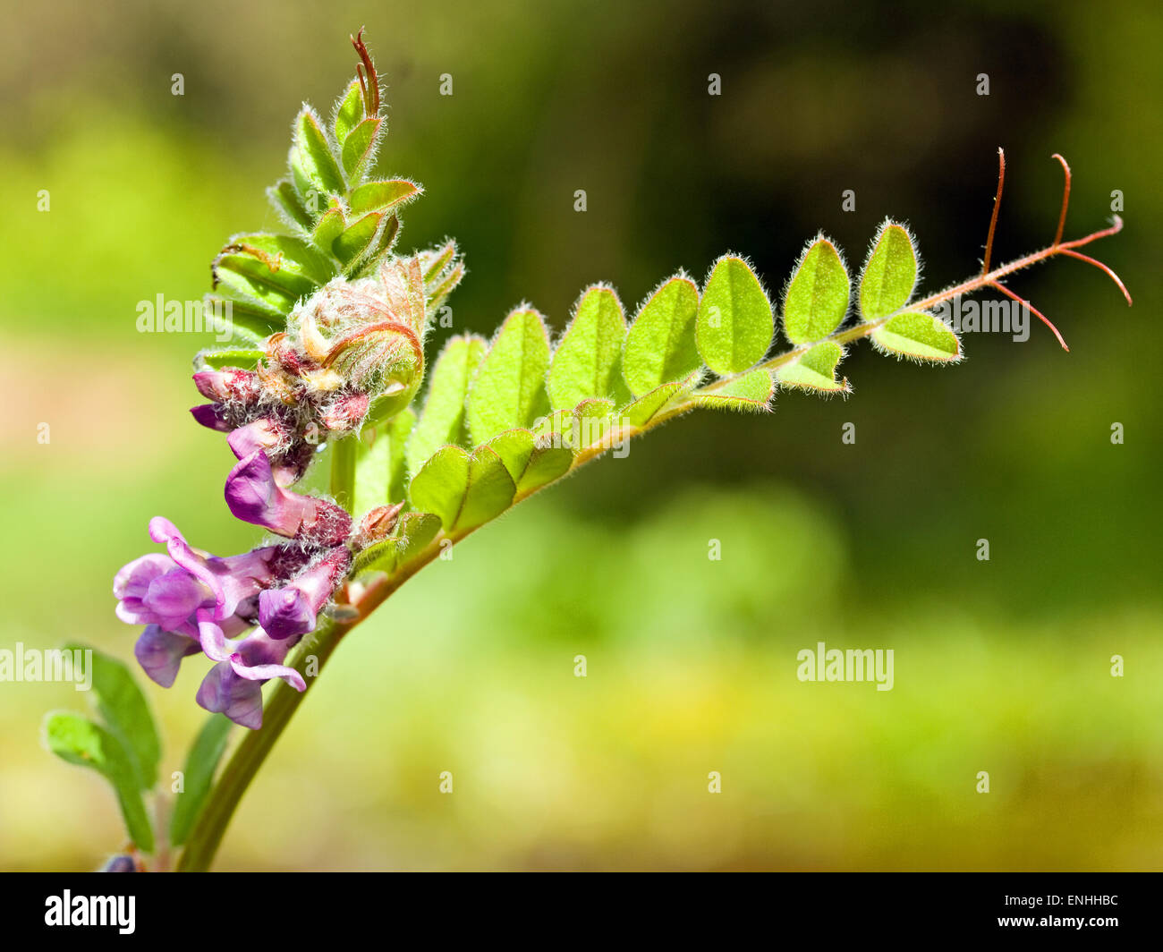Bush Vetch (Vicia sepium) May,Ireland Stock Photo - Alamy