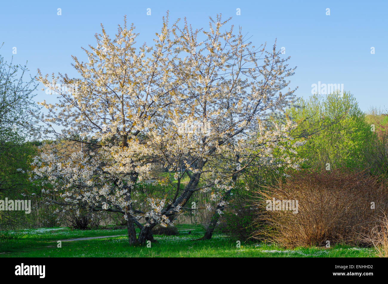 Spring flowers tree hi-res stock photography and images - Alamy