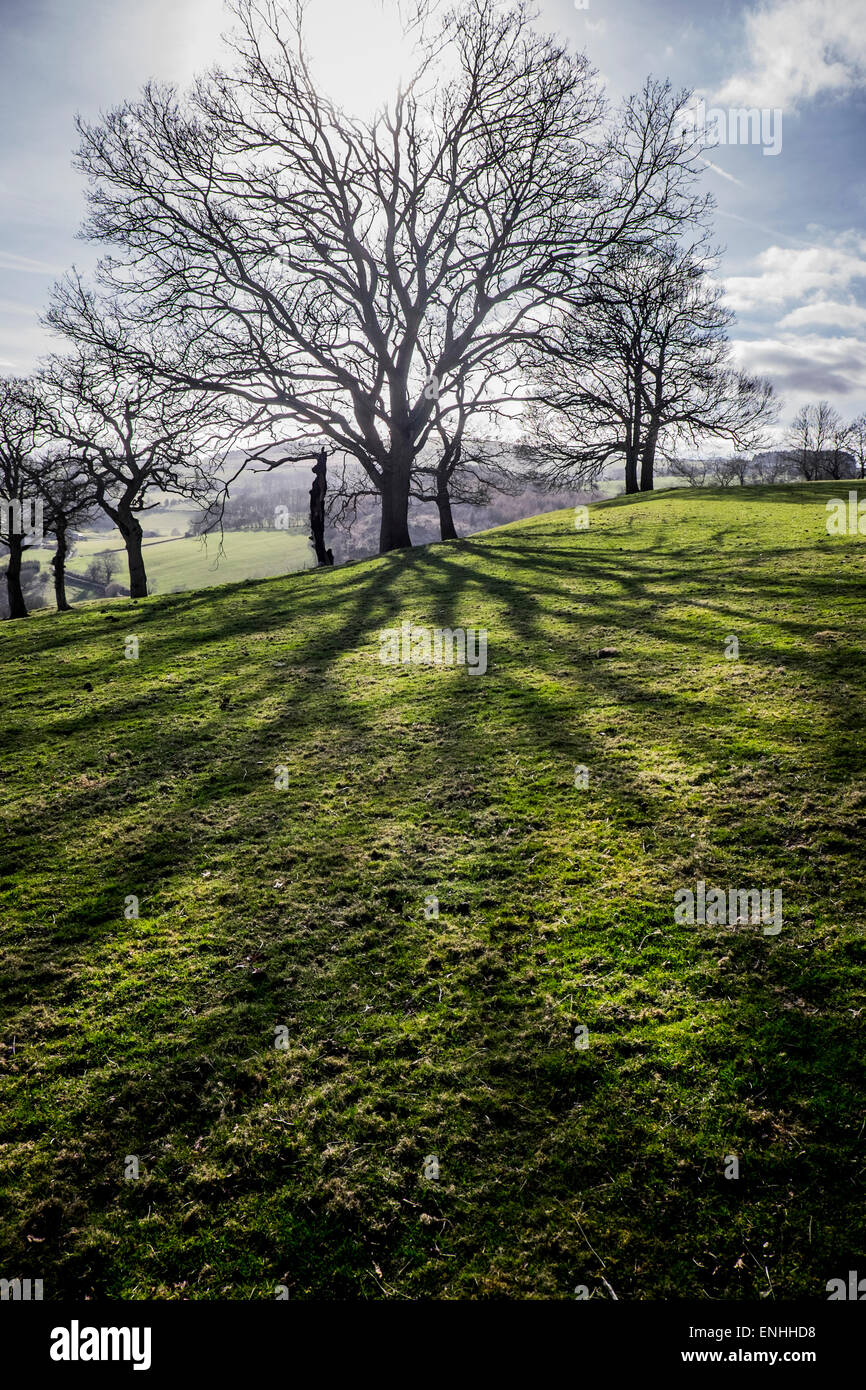 Trees casting shadows Stock Photo - Alamy