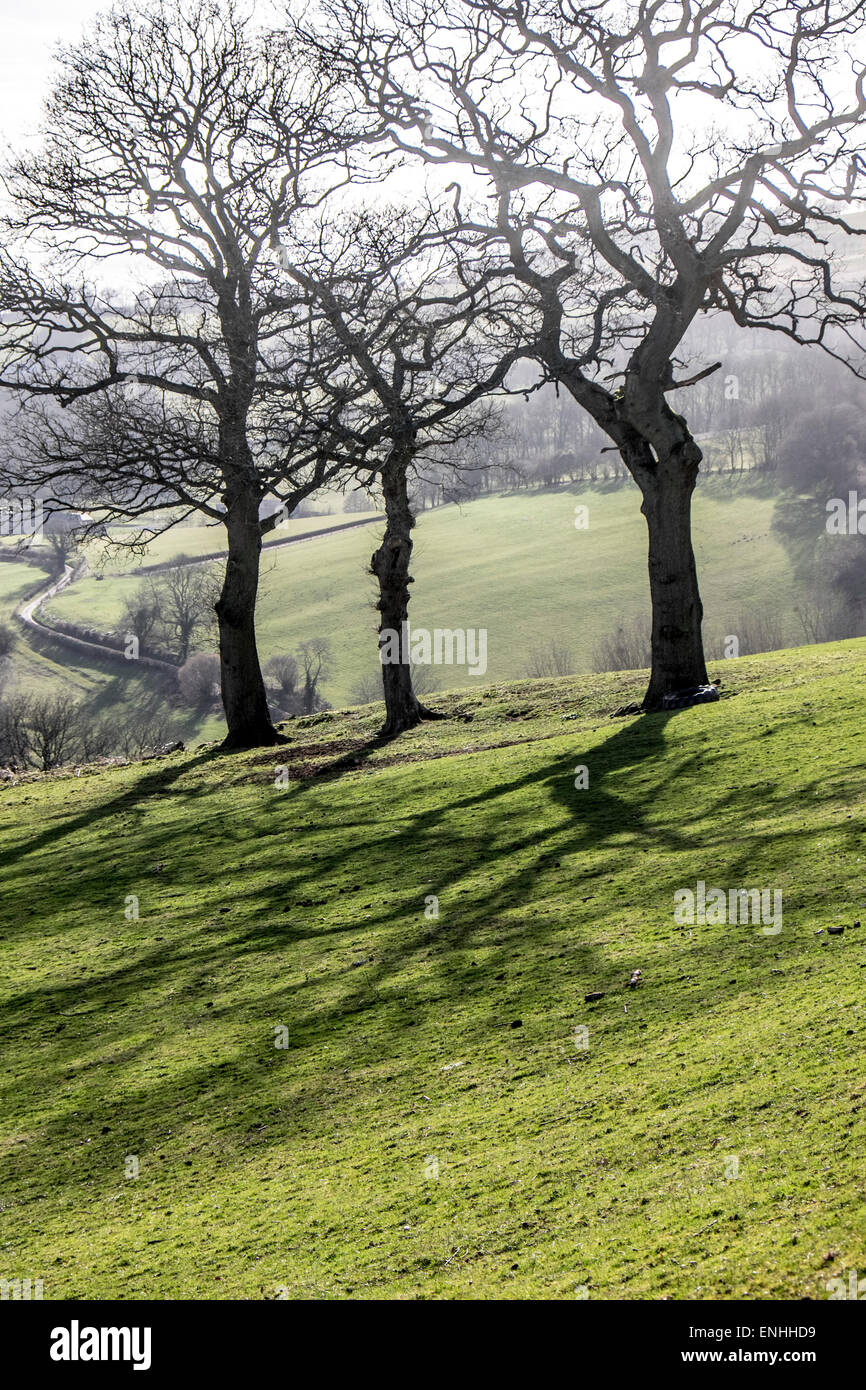 Trees casting shadows Stock Photo - Alamy