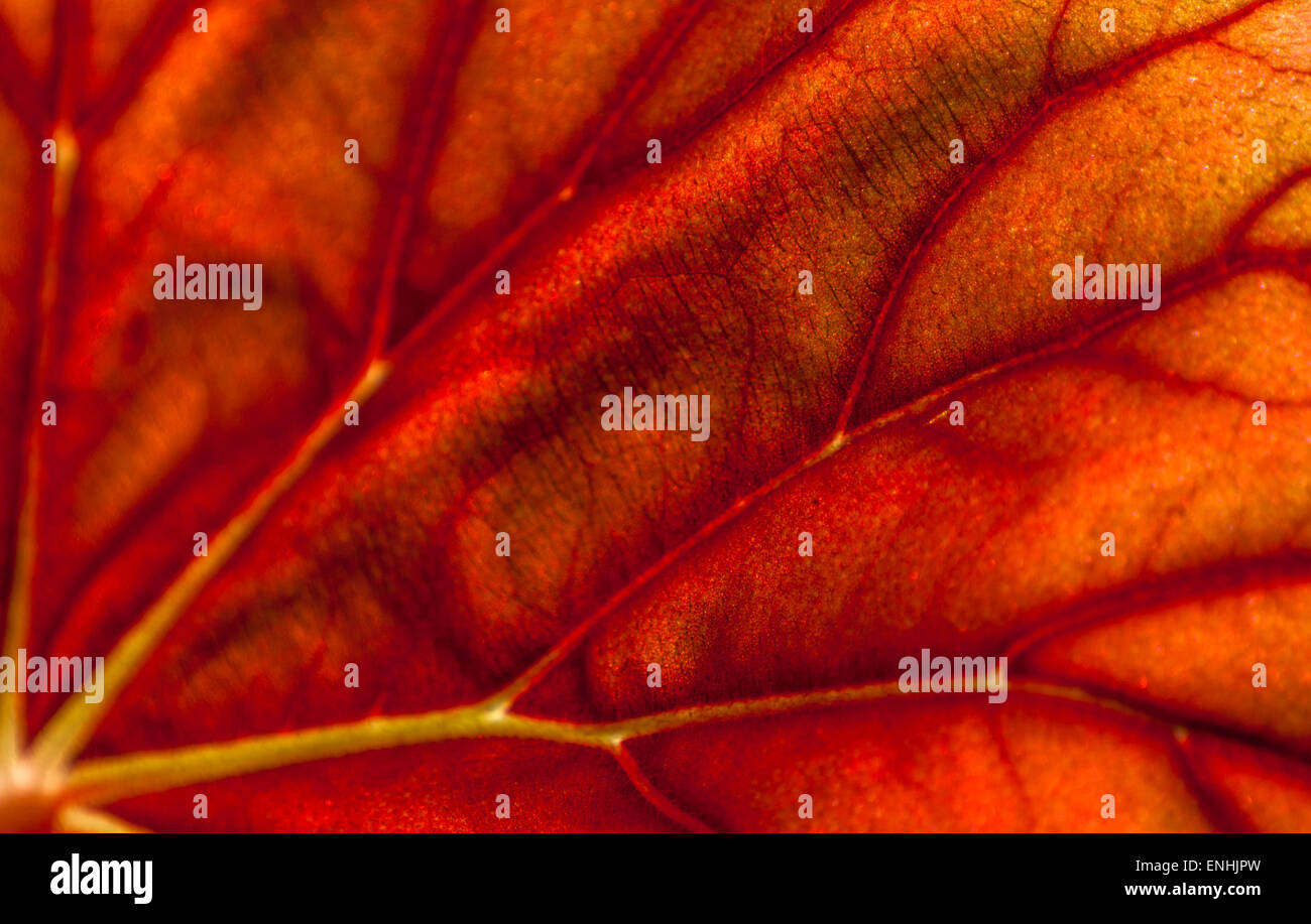 Red leaf plant hi-res stock photography and images - Alamy