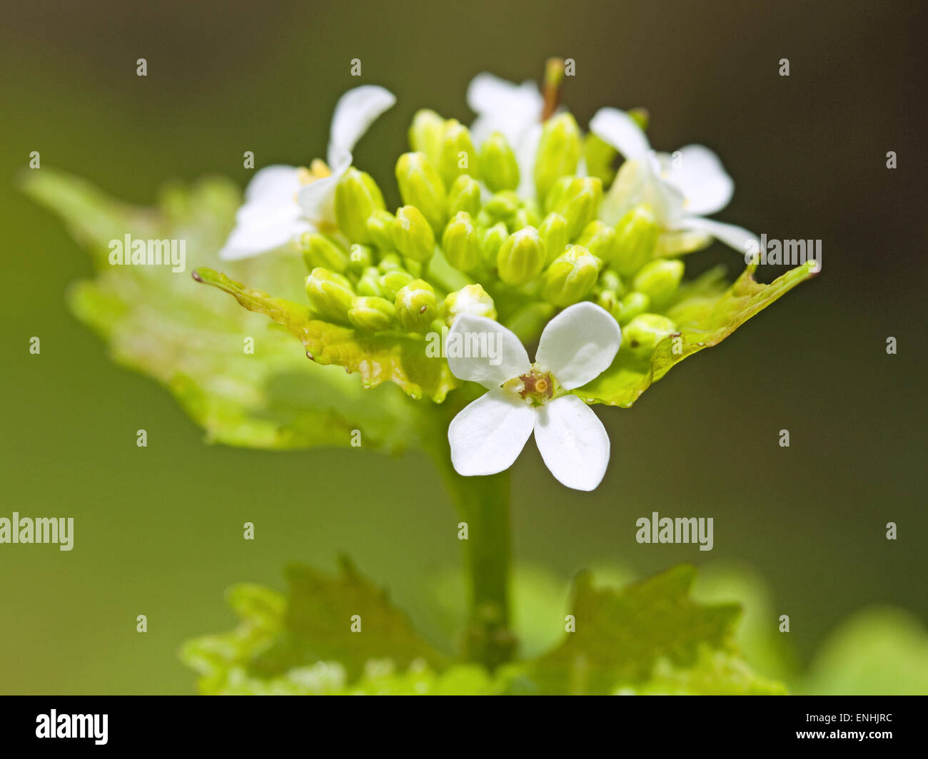 Alliaria petiolata seed hi-res stock photography and images - Alamy