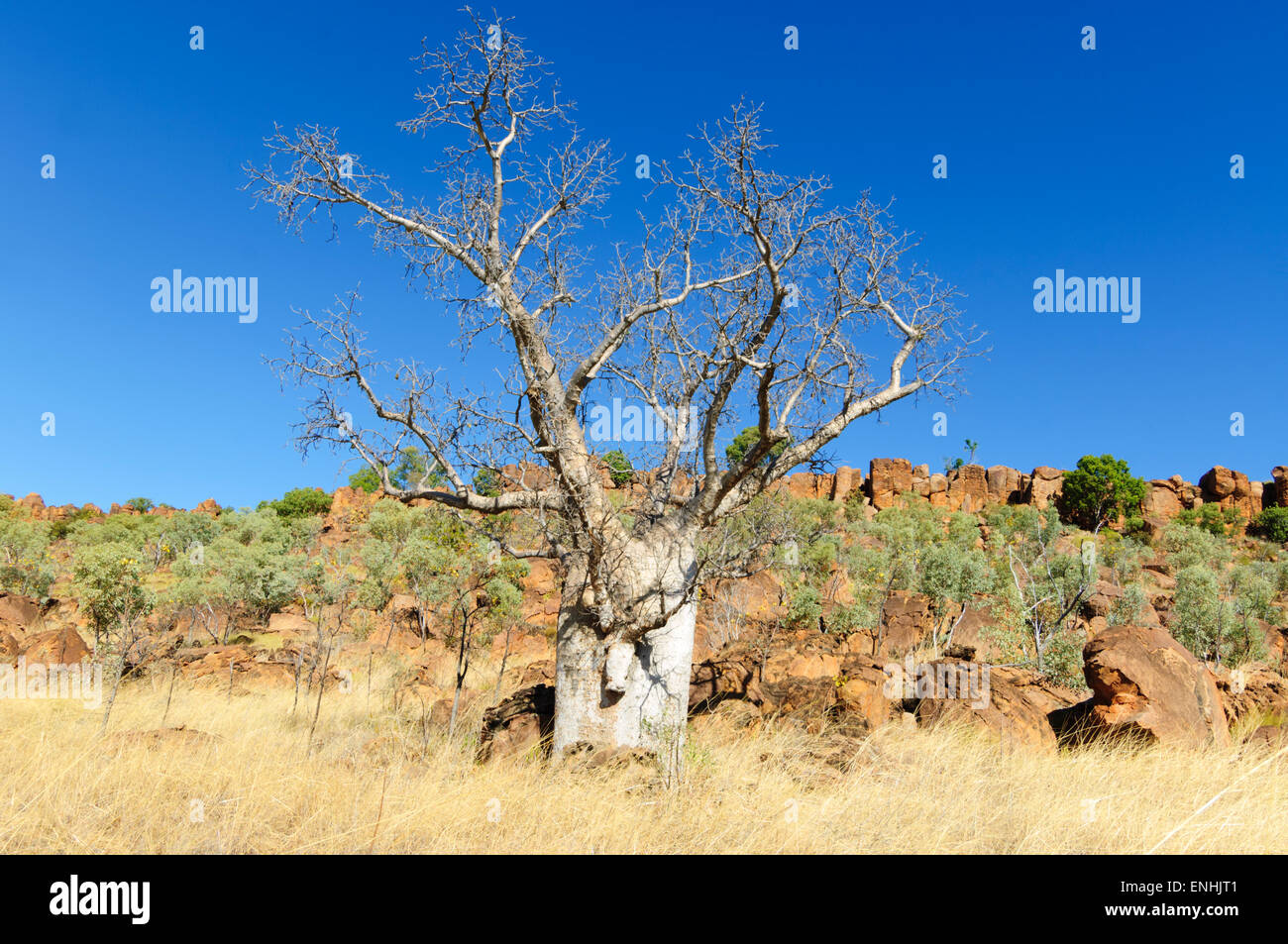 Boab Tree (Adansonia gregorii), Kununurra, Western Australia, WA ...