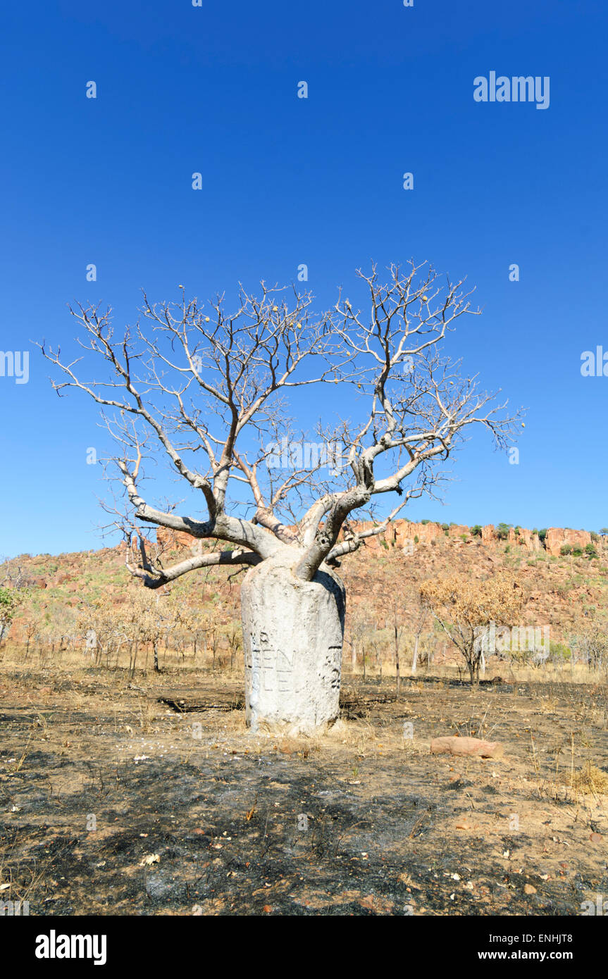 Australian baobab tree hi-res stock photography and images - Alamy