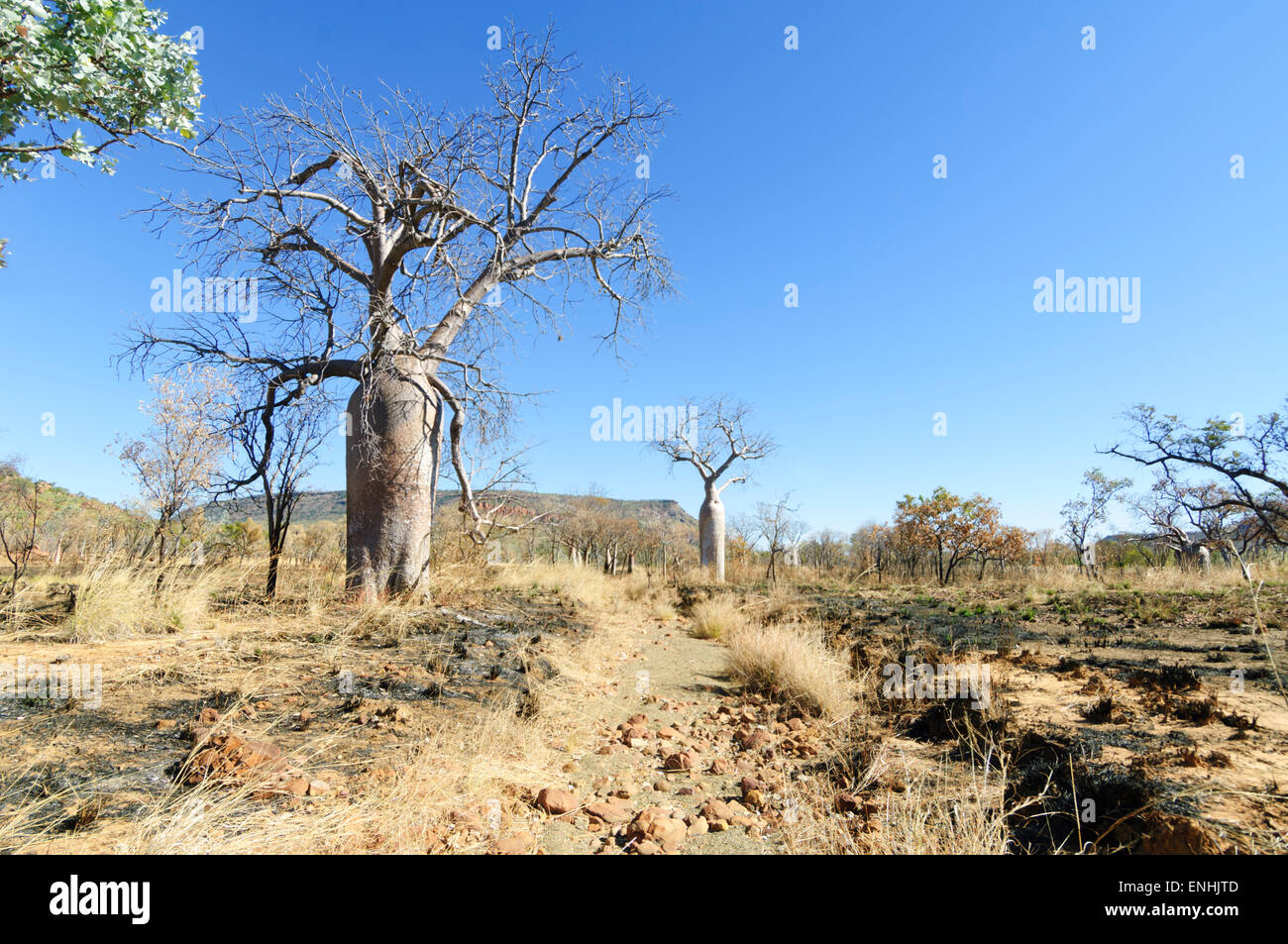 Boab Tree (Adansonia gregorii), Kimberley, Western Australia, WA ...