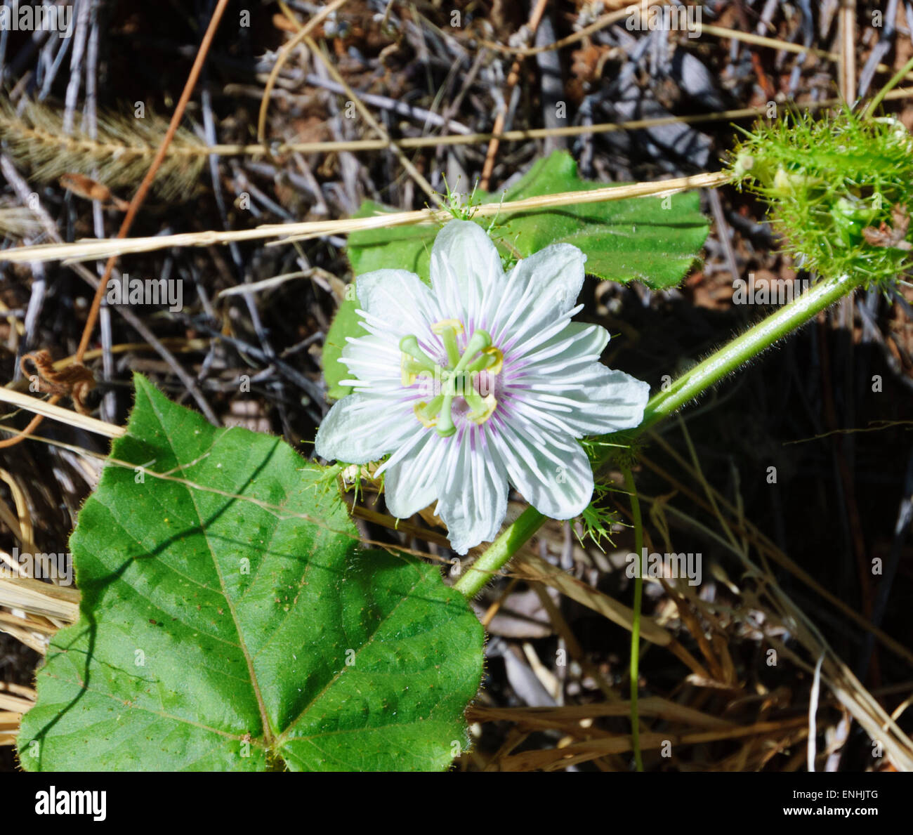 Wild Passionfruit (Passiflora foetida), Mornington Wilderness Camp ...