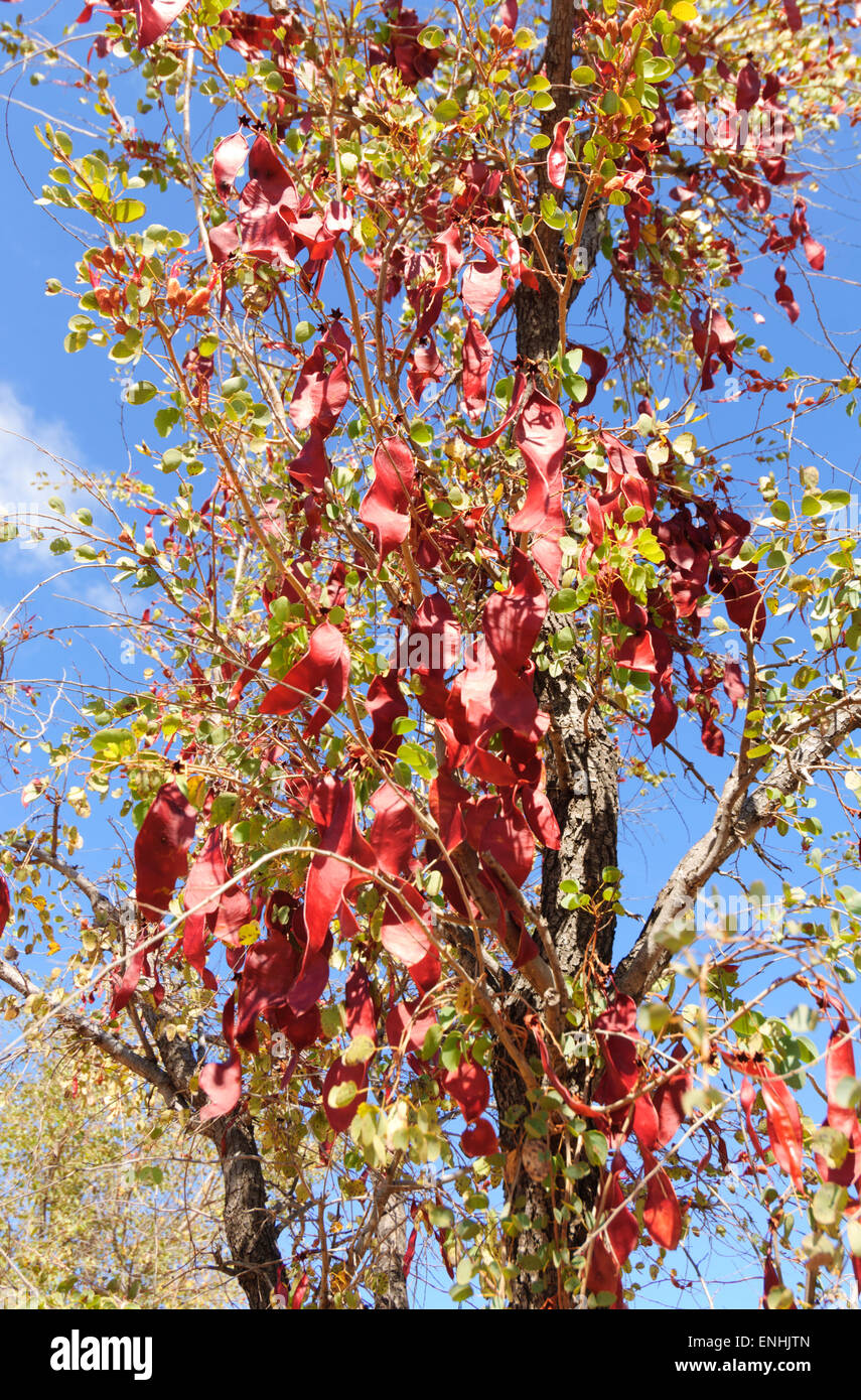 Red Pods, Mornington Wilderness Camp, Kimberley, Western Australia ...
