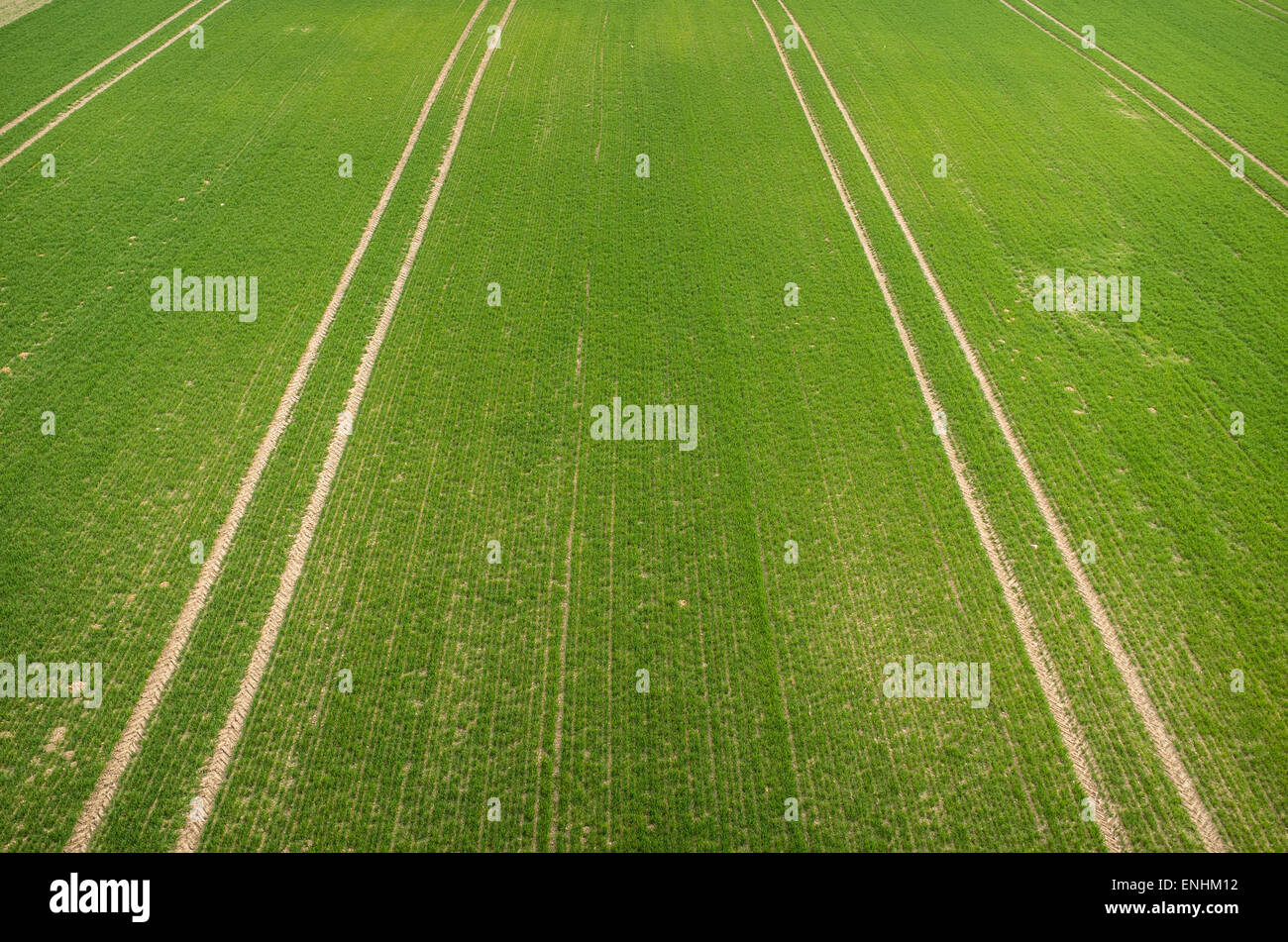 Aerial view of the large green field Stock Photo - Alamy