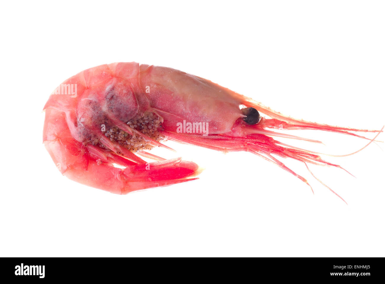Fresh shrimp close up on white background Stock Photo - Alamy