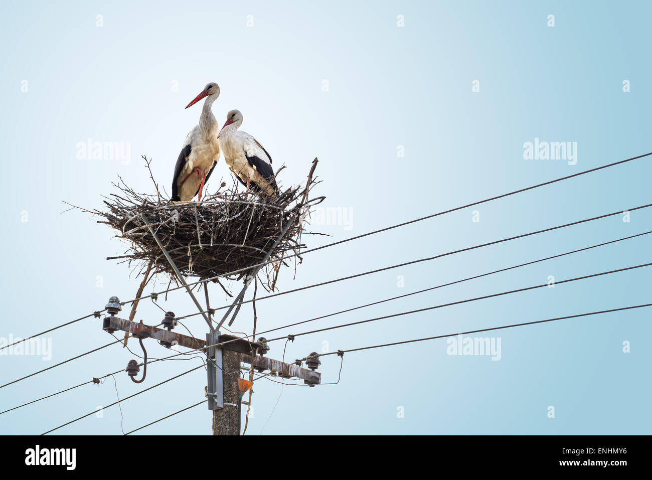 Pair of White Storks in the Nest on electric pole, common place for ...