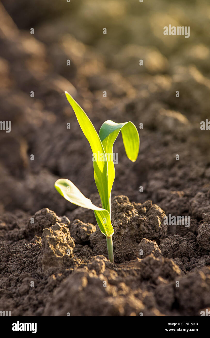 Growing Young Green Corn Seedling Sprouts in Cultivated Agricultural ...